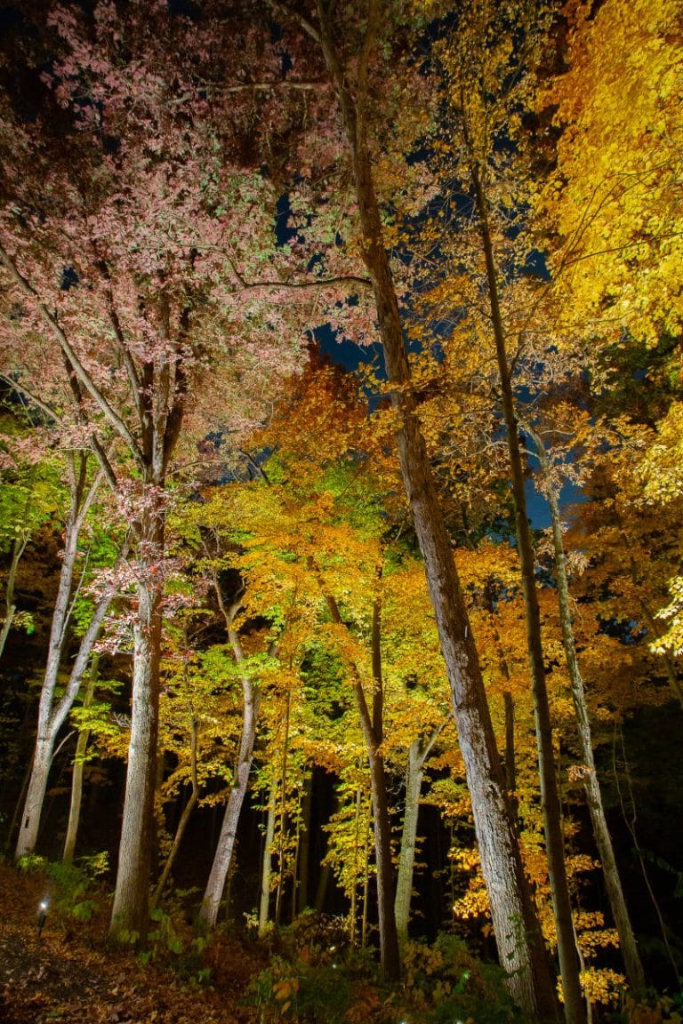 Color-Changing Landscape Lighting - Sandy Beach Lighting & Design Co.